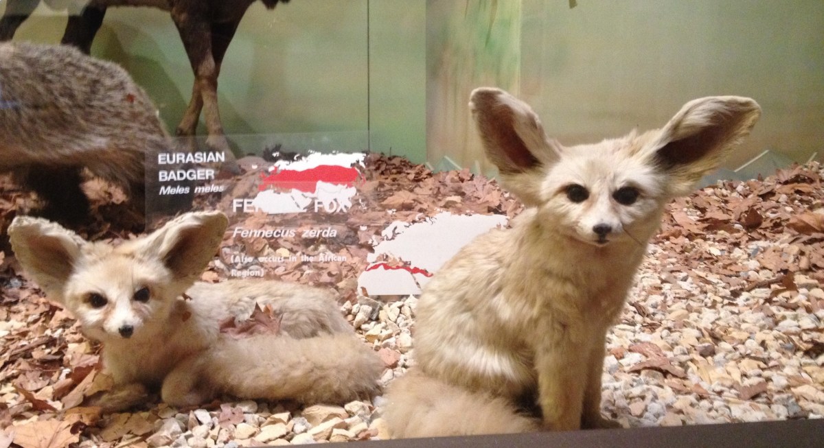 Go where you find inspiration: Part 2: Real live animals that should be ...